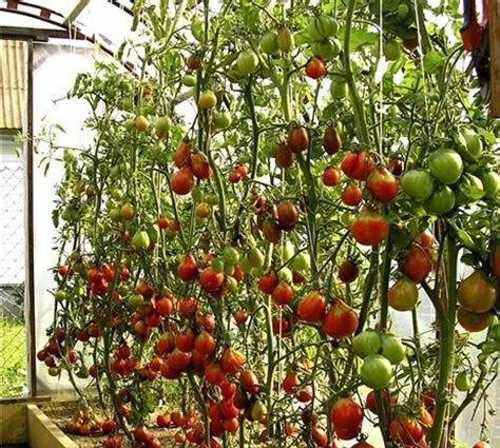 Семена томатов бычье Сердце
