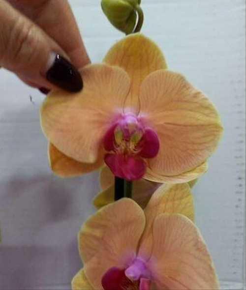 Орхидея фаленопсис Карибиан Дрим