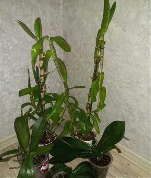 Орхидея фаленопсис и дендробиум