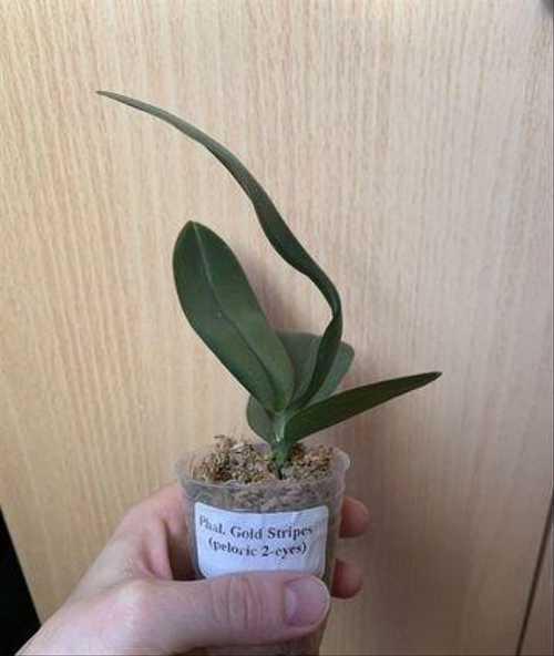 Орхидея фаленопсис Fuller’s Gold Stripe(peloric-2e