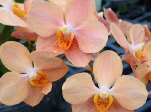 Орхидея фаленопсис азия