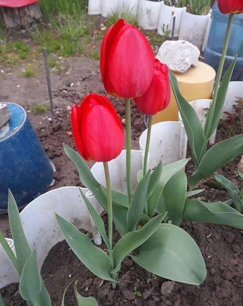 Луковицы тюльпанов и аллиума