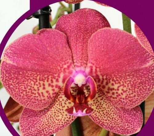 Орхидея фаленопсис Raoul, Рауль