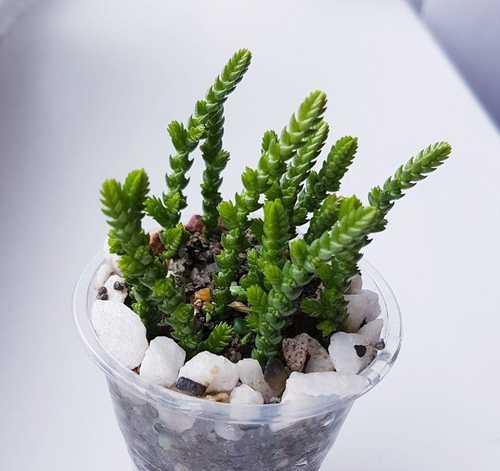 Crassula Lycopodioides (Суккулент)