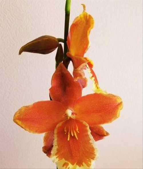 Орхидея Цимбидиум и Камбрия цветут