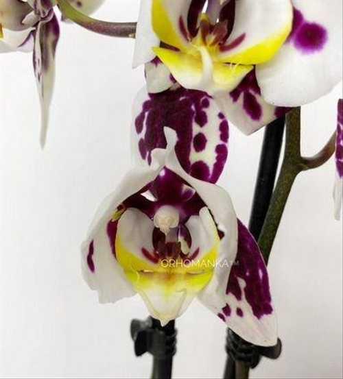 Орхидея фаленопсис полу Пелор