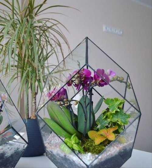 Флорариум Метеор с двумя орхидеями в наличии