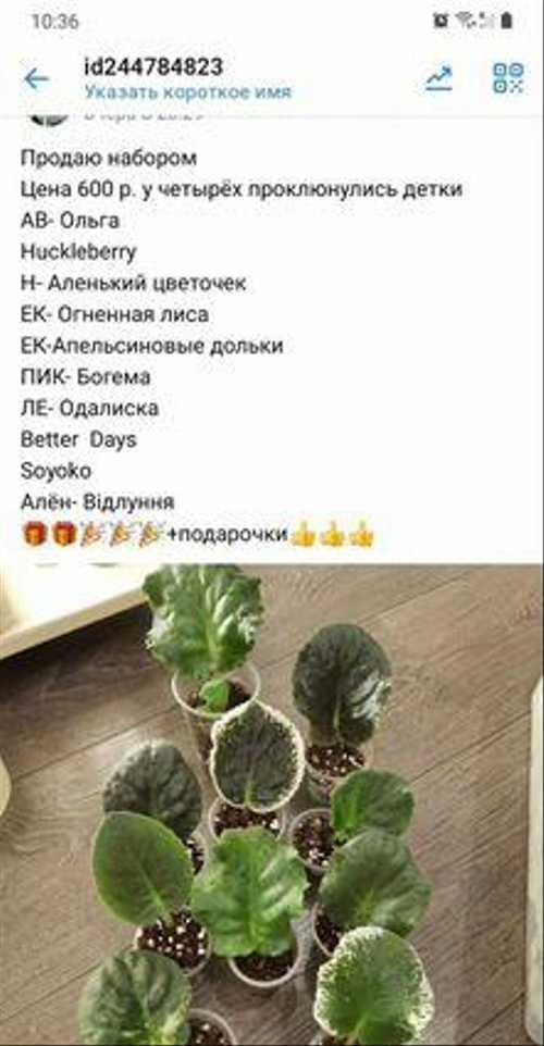 Фиалка