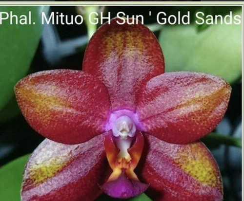 Орхидея фаленопсис Mitue