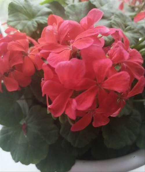 Пеларгония герань