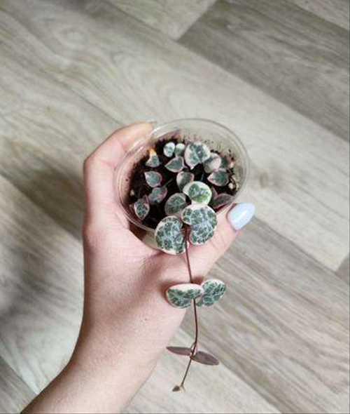 Суккуленты: senecio, ceropegia, Haworthia