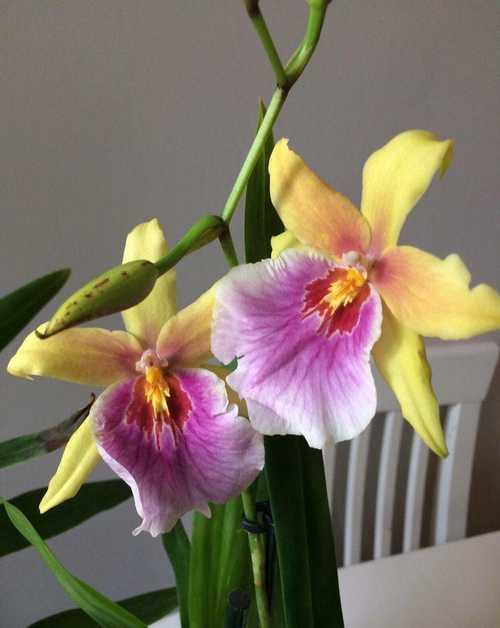 Орхидея мильтония Сансет (не цветёт)