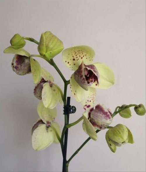 Орхидея фаленопсис пелор Альбуфейра