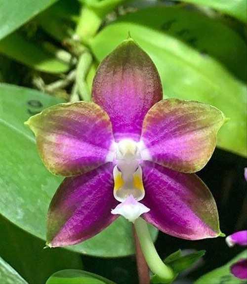 Орхидея фаленопсис MCL95 Phal. Mituo reflex dragon
