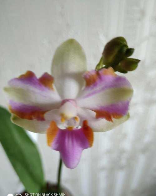 Орхидея фаленопсис пульчерима