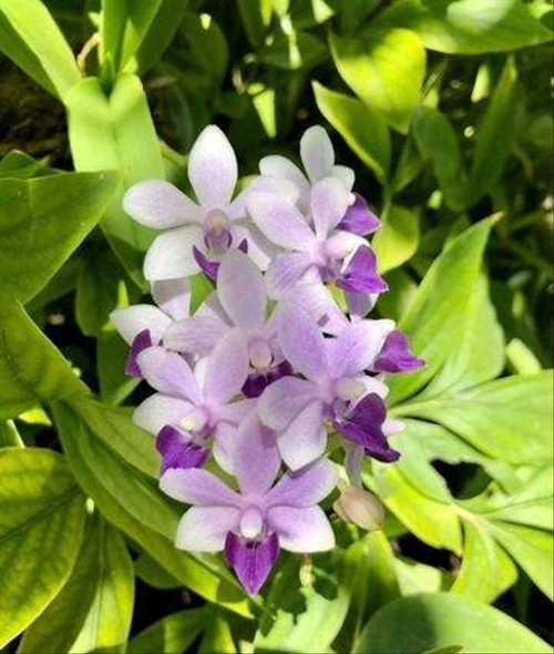 Орхидея Сапфир и Пульчерима