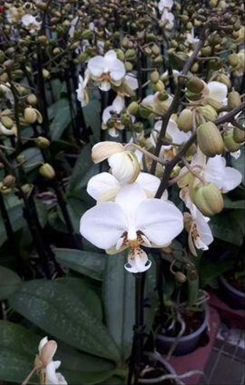 Орхидея фаленопсис стюартина