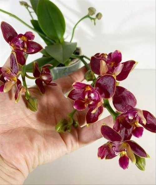 Орхидея фаленопсис феникс трилипс
