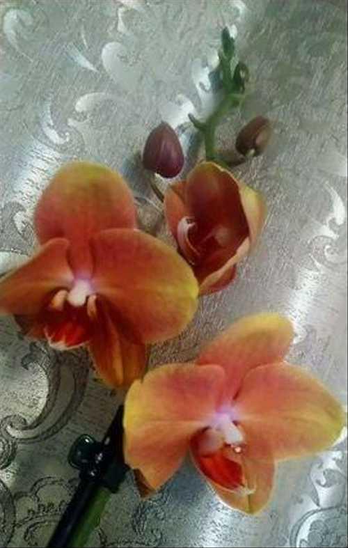 Орхидея фаленопсис Брион пелор бабочка бантик