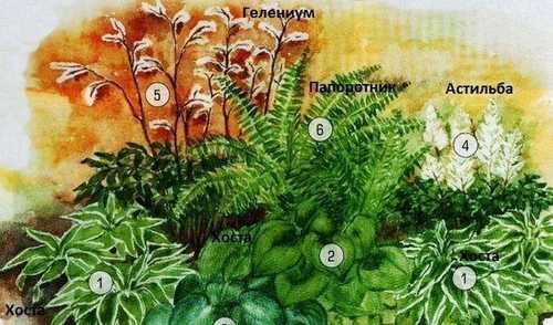 Клумба N 8,Тенелюбивые цветы для клумбы из декорат