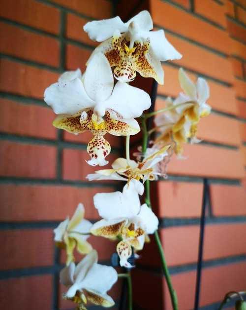 Орхидея Phal. Stuartiana var nobilis