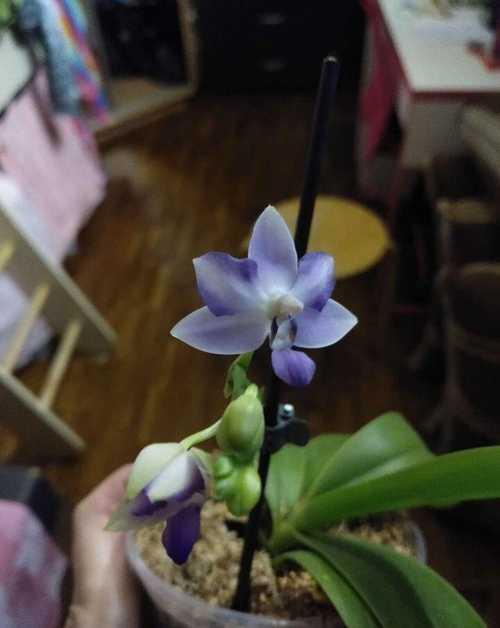 Орхидея фаленопсис purple martin