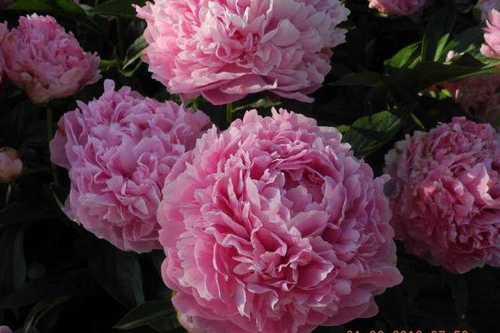 Пион Варенька