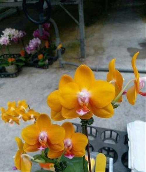Орхидея Phal. Mainshow Unique Orange