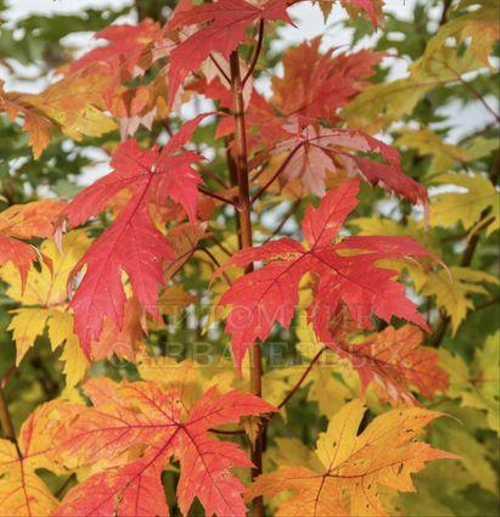 Клен сахаристый- серебристый для доращивая в горшк