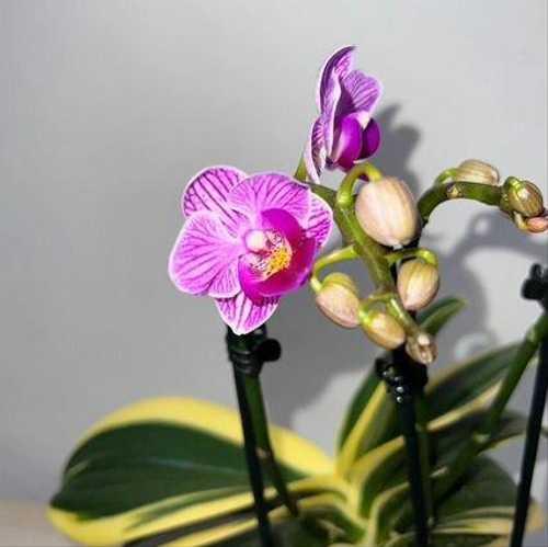 Орхидея сого Вивьен