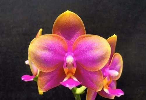 Орхидея Phal. Redsun Queen Caribbean sunset