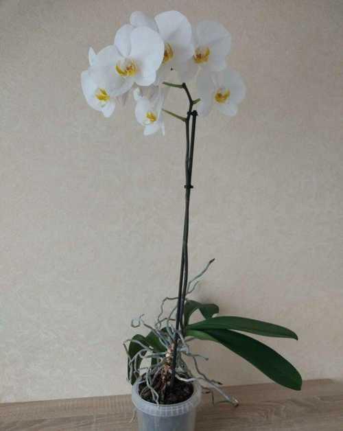 Орхидея Нидерланды