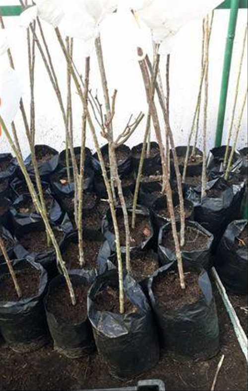 Роза на штамбе