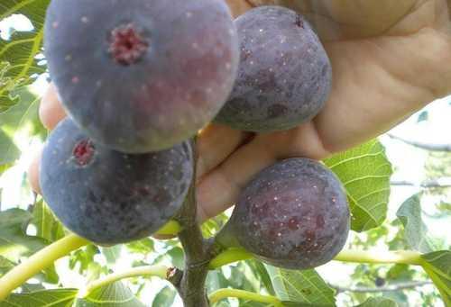 Инжир браун туркей (ficus carica Brown Turkey )