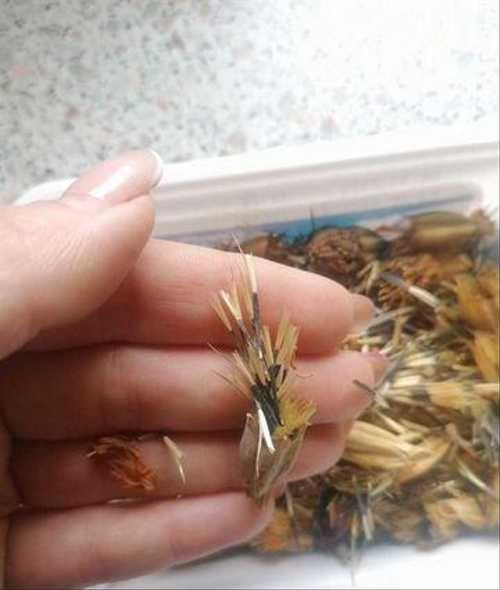 Семена цветов бархатцы шафраны