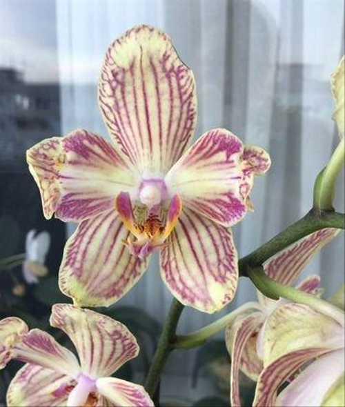 Орхидея фаленопсис Торино бабулетка