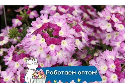 Рассада цветов опт