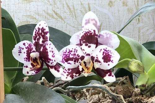 Орхидея Phal. Golden Peoker BL (Mericlone)