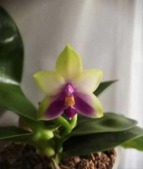 Орхидея фаленопсис phal. mituo sun (ld's bear king
