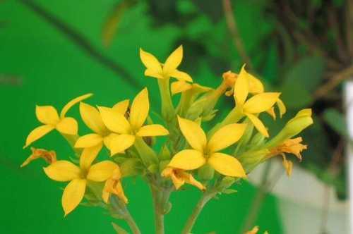 Каланхоэ жёлтые цветы