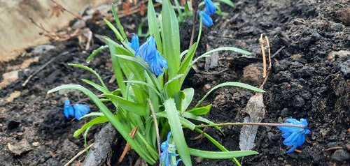 Подснежники луковицы