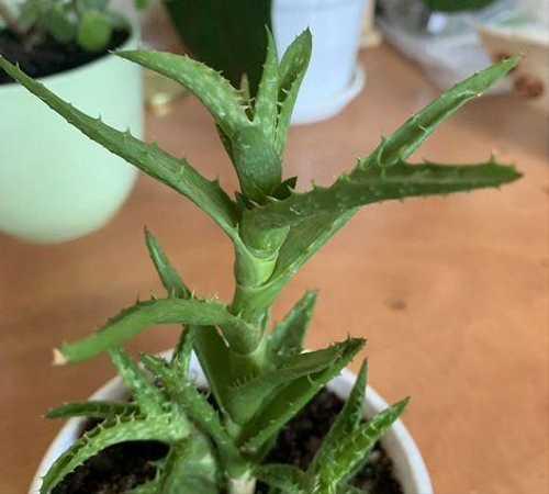 Суккулент Алоэ Ювенна (Aloe juvenna)