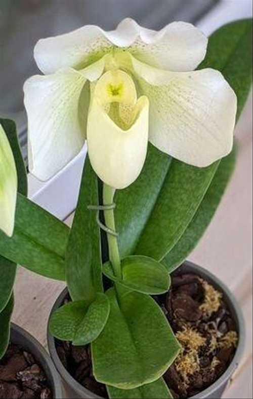 Орхидея пафиопедилум, башмачок