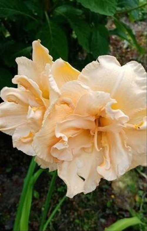 Лилейники сортовые