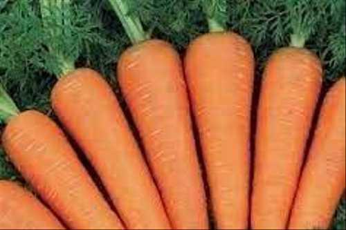 Профессемена моркови, свеклы, редиса из Голландии