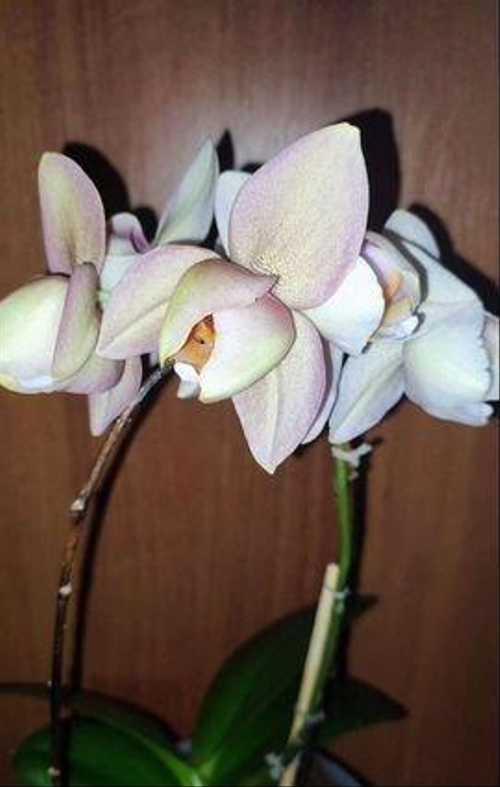 Орхидея фаленопсис легато пелор