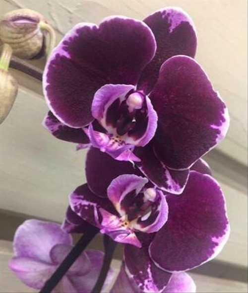 Орхидея фаленопсис Сортовой гибрид