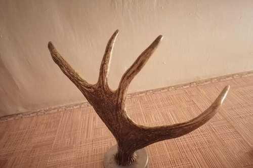 Рог уральского лося. Сделано в СССР