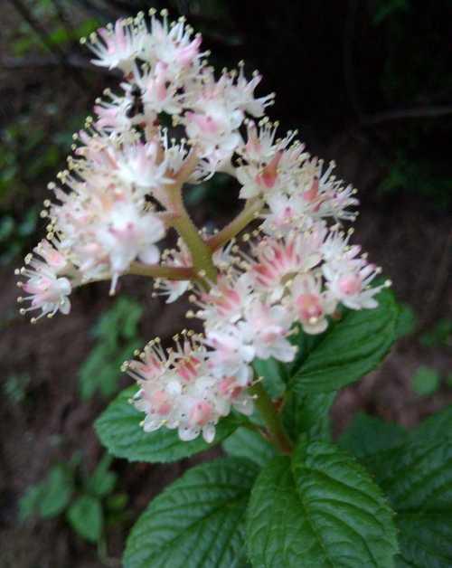 Предлагаю многолетники из своего сада