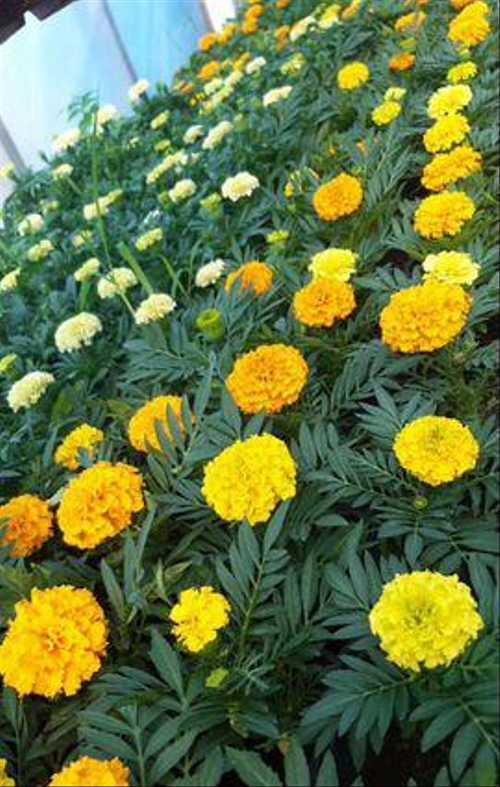 Рассада бархатцы